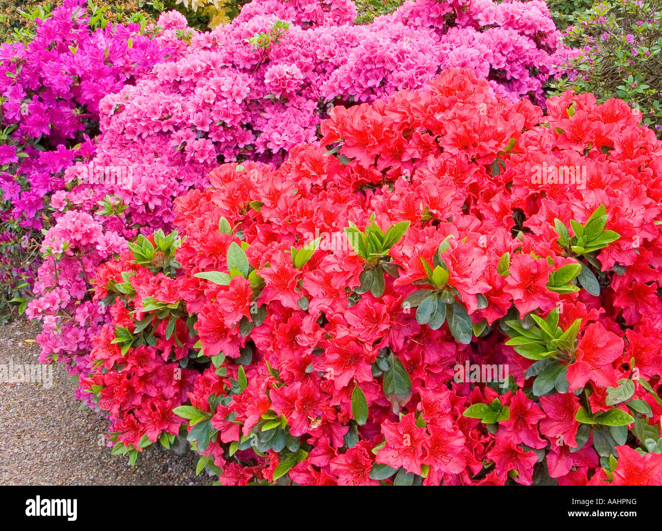 Red and purple azaleas blooming Rhododendron Stock Photo - Alamy