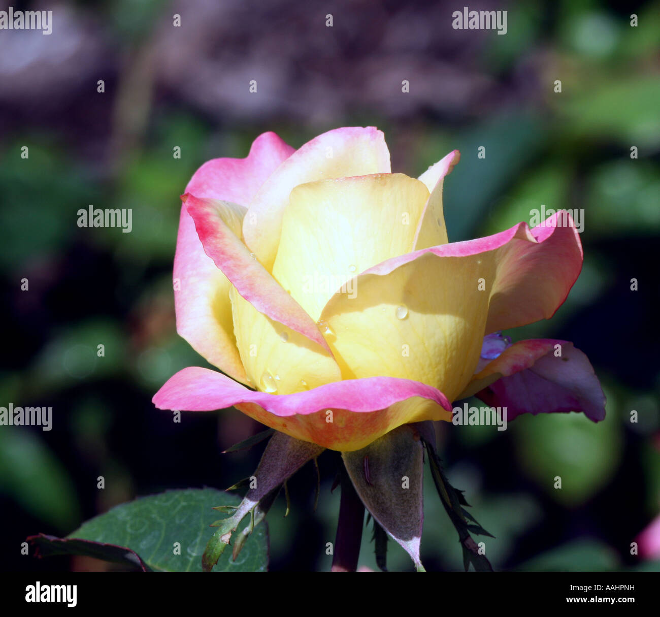 Peace tea rose hi-res stock photography and images - Alamy