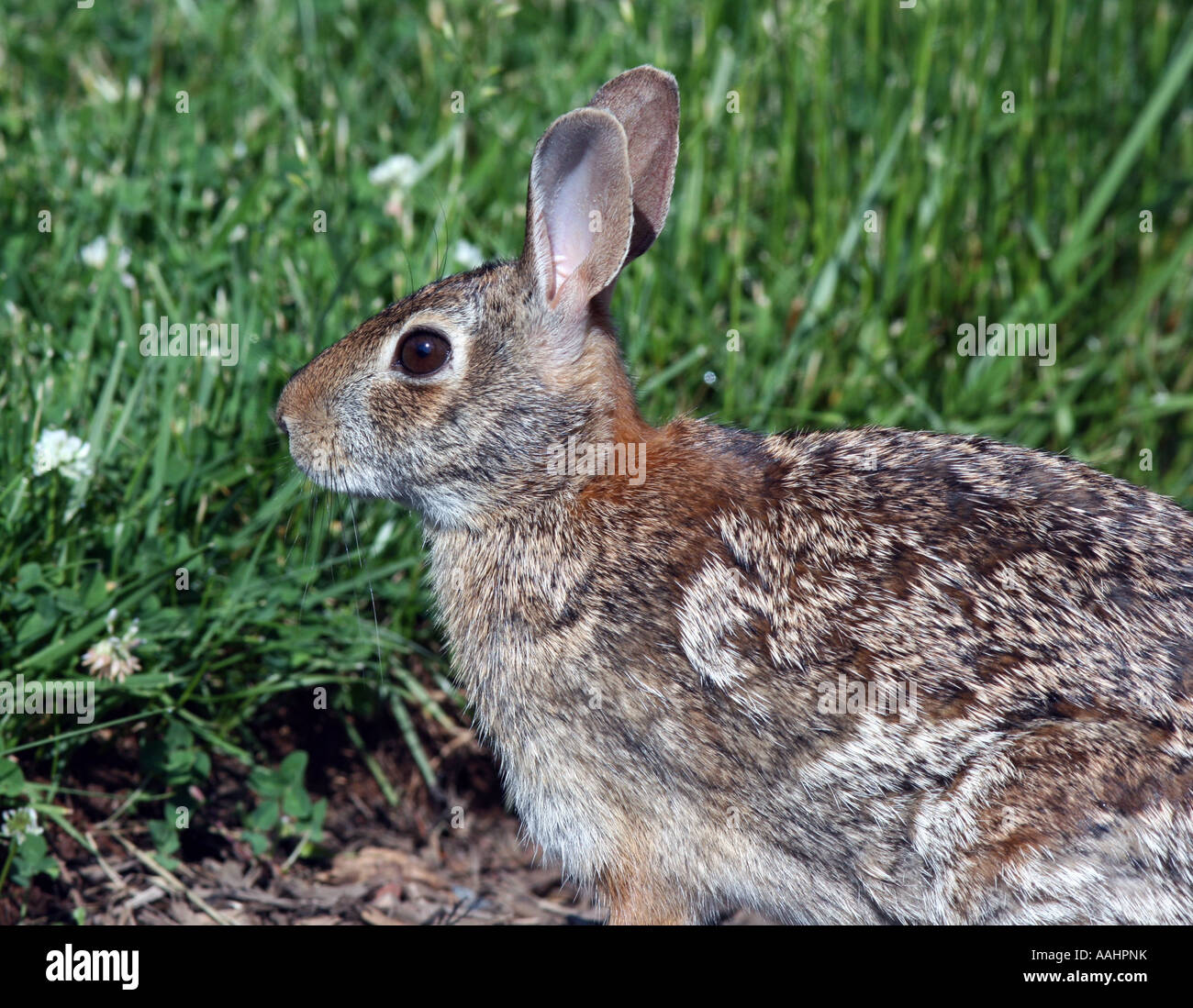 A North American Hare Stock Photo - Alamy
