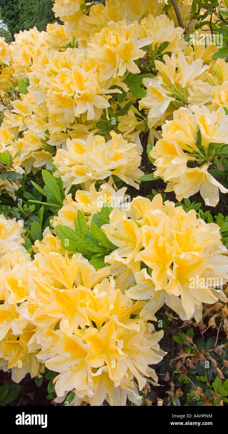 Yellow azalea blooming Rhododendron Stock Photo - Alamy