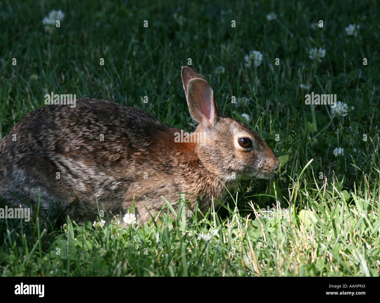 A North American Hare Stock Photo - Alamy