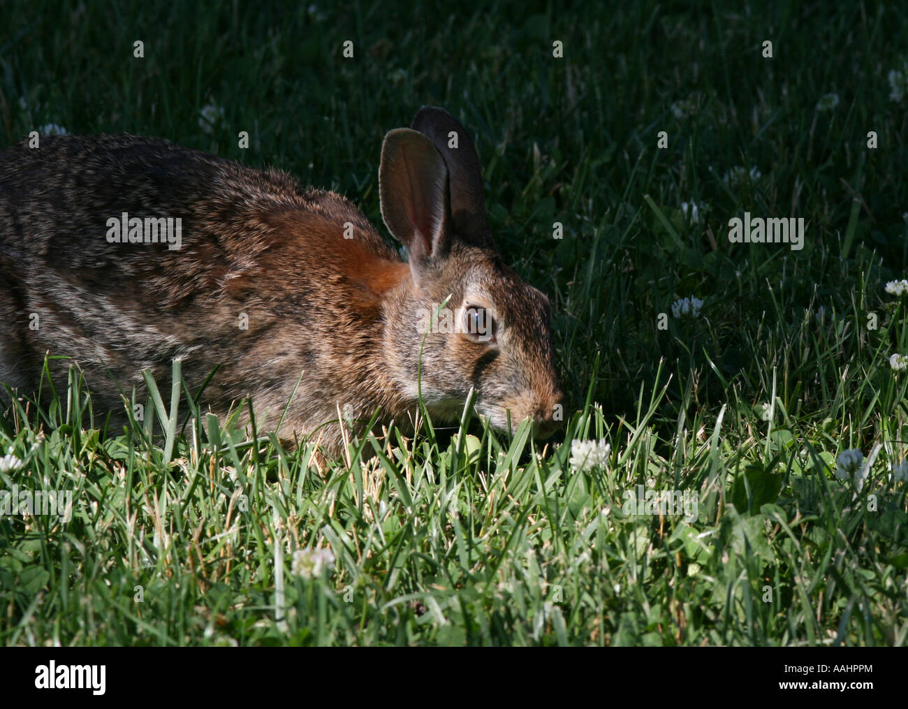 American hare hi-res stock photography and images - Alamy