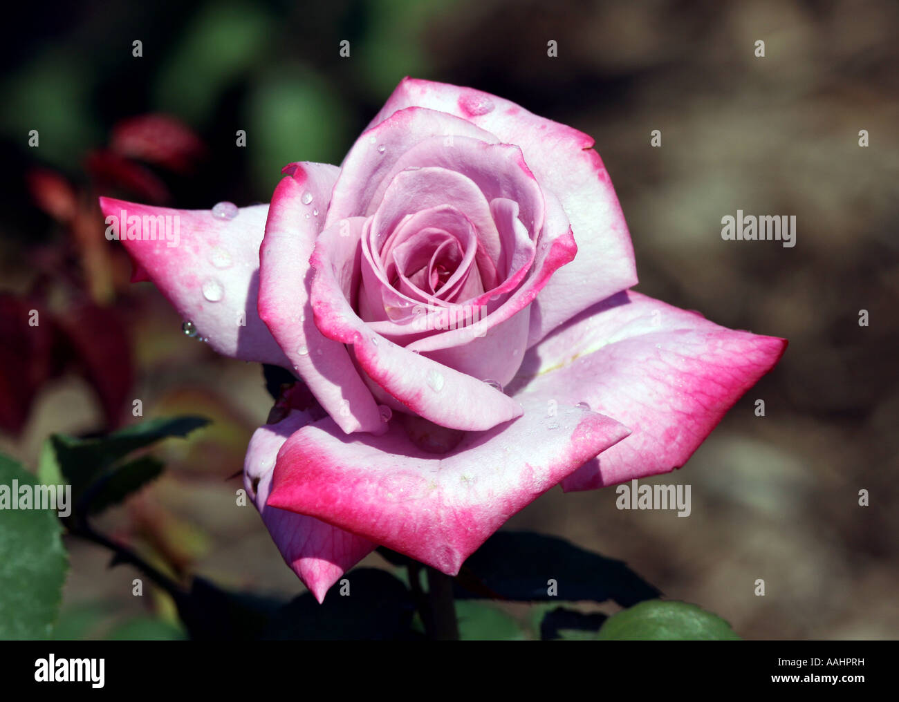 A Paradise rose Stock Photo - Alamy