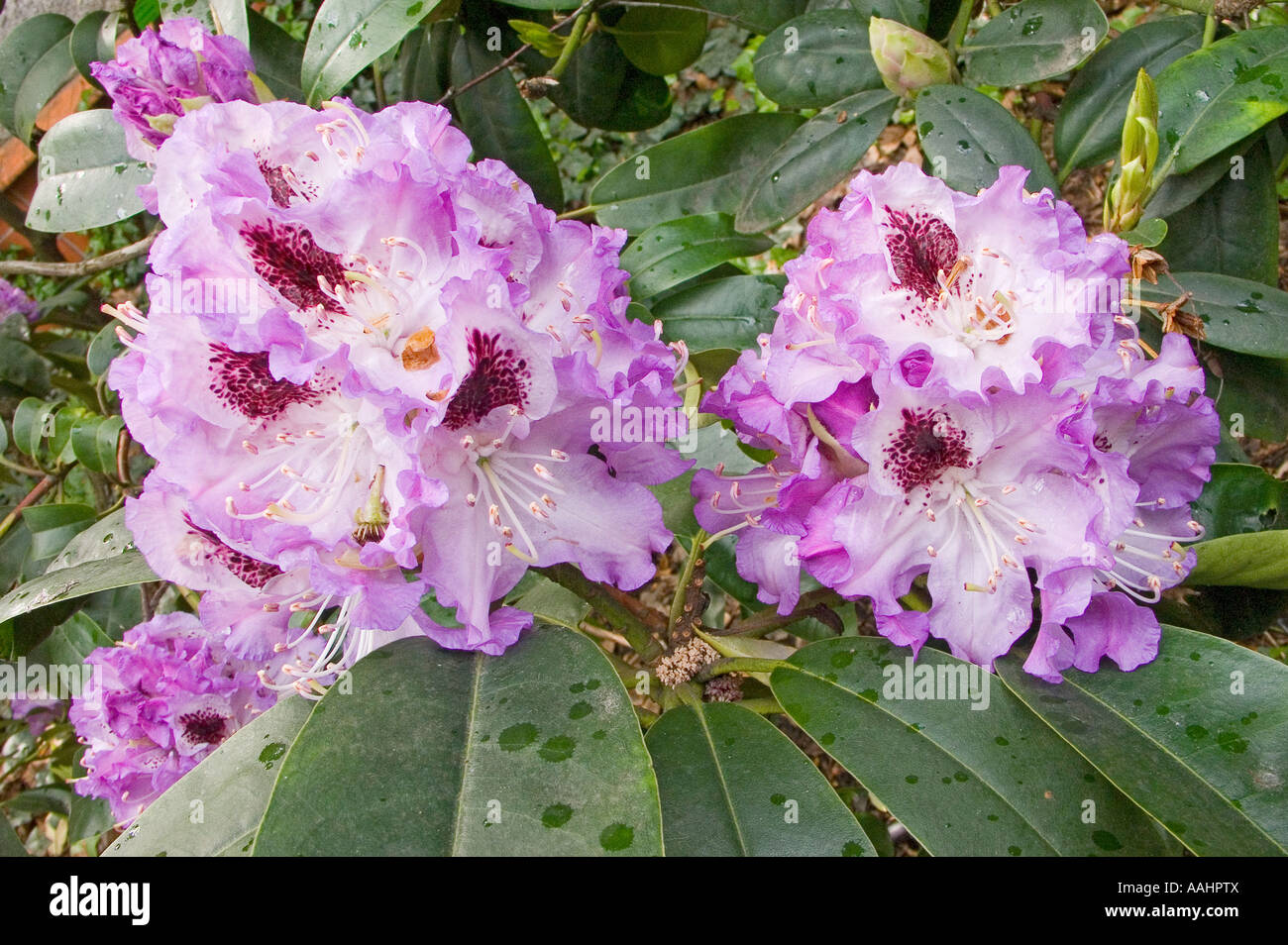 Rhododendron ponticum blooming Stock Photo - Alamy