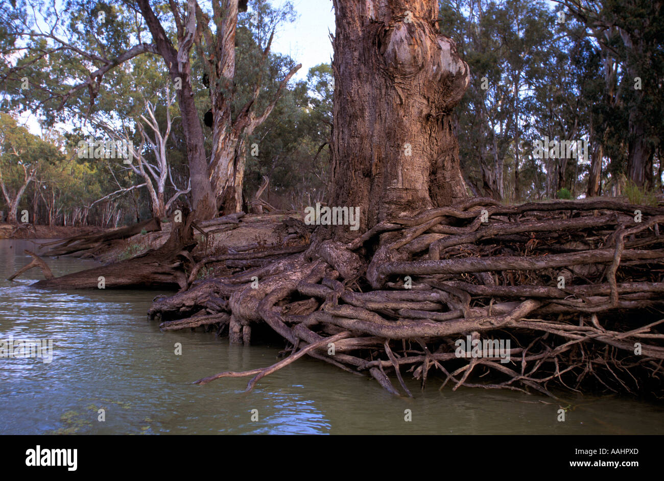 Riverbank erosion tree roots hi-res stock photography and images - Alamy