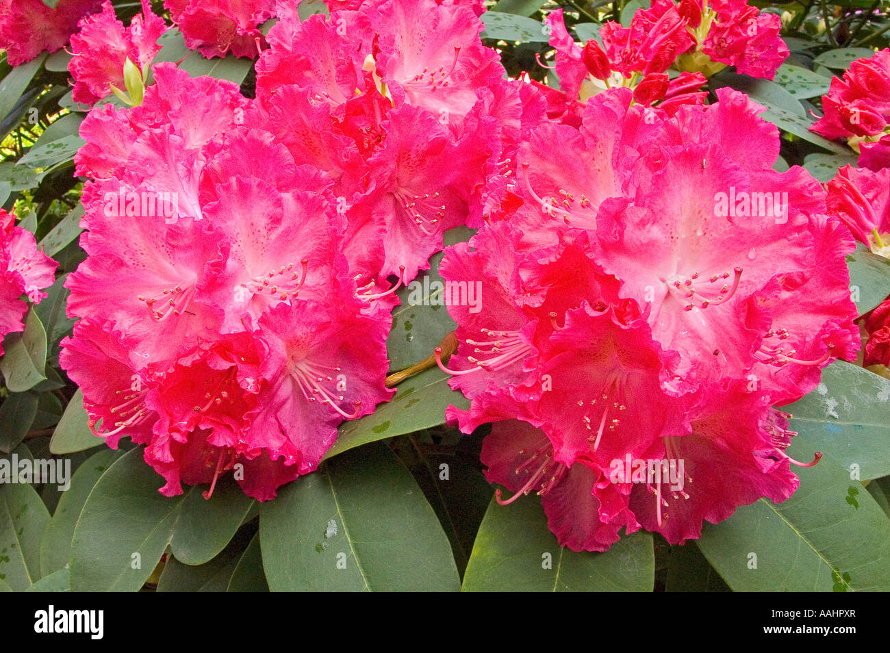 Red rhododendron blossom Stock Photo - Alamy