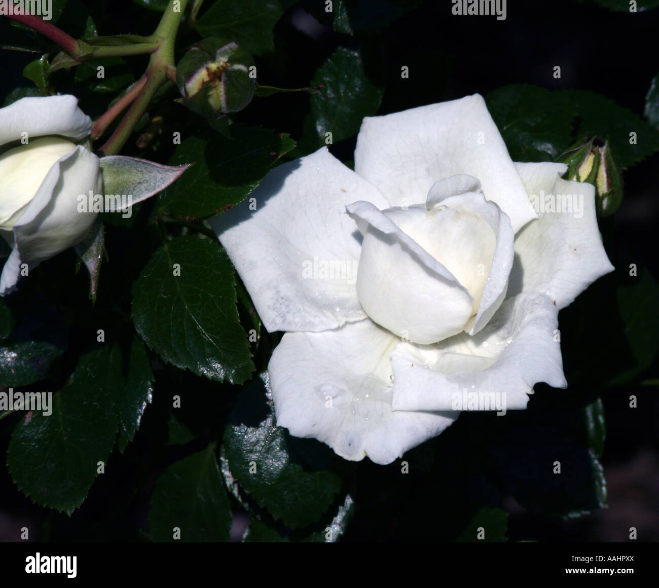 Climbing rose leaves hi-res stock photography and images - Alamy