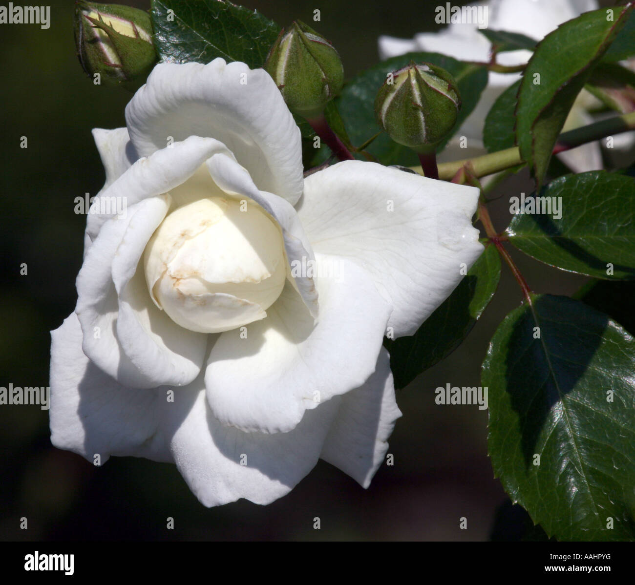 White dawn climbing rose hi-res stock photography and images - Alamy
