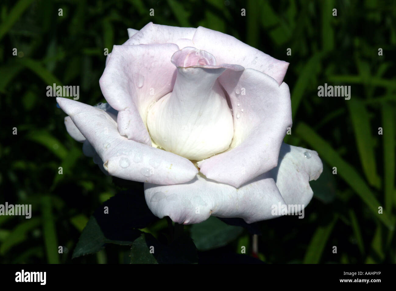 Memorial rose hi-res stock photography and images - Alamy