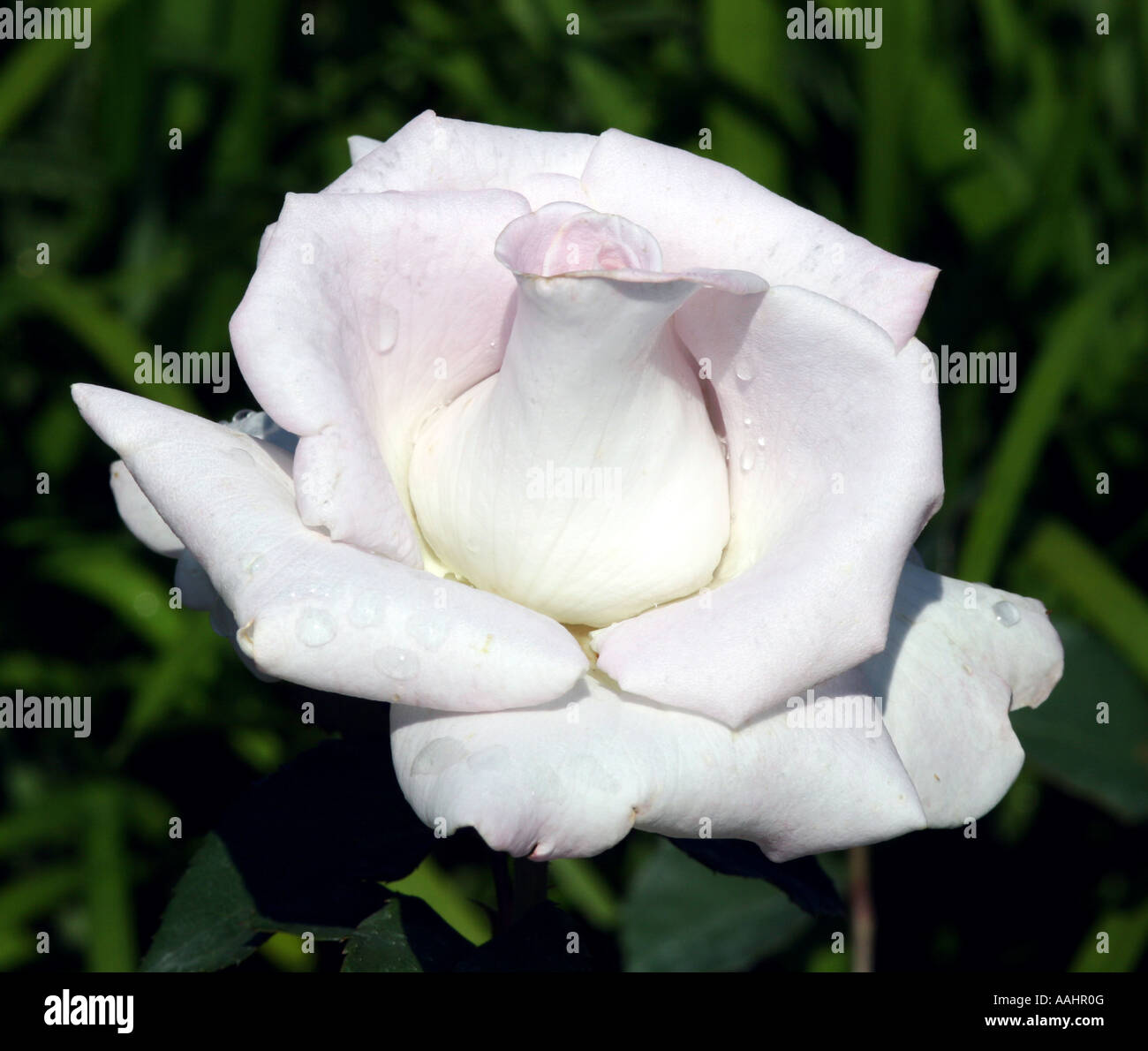 A World War II Memorial Rose Stock Photo - Alamy