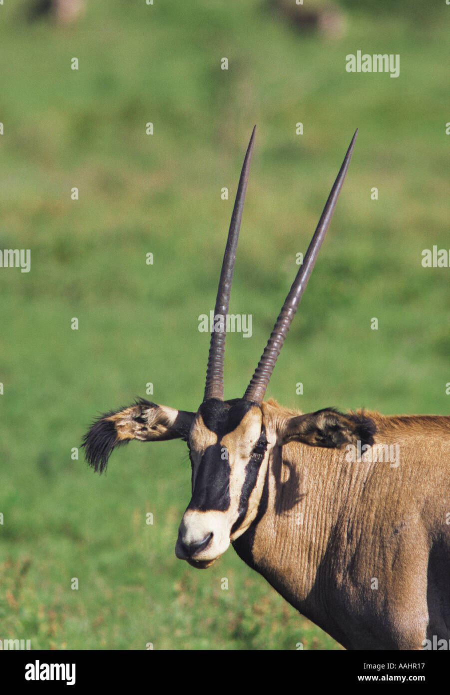 Fringe eared oryx hi-res stock photography and images - Alamy