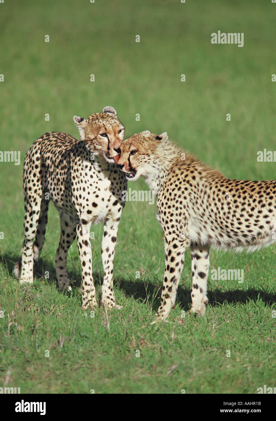 Cheetah siblings grooming each other Masai Mara National Reserve Kenya ...