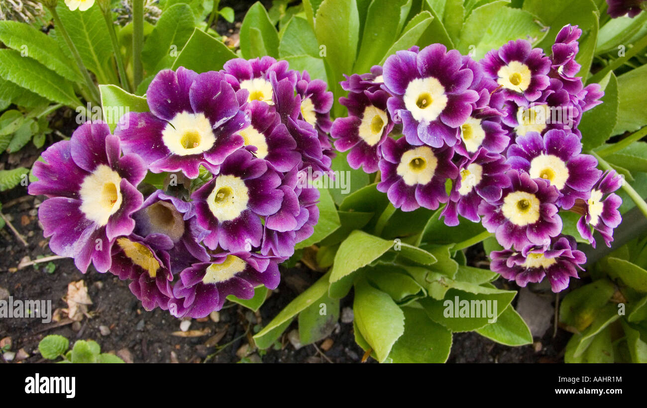 Pubescent hi-res stock photography and images - Alamy