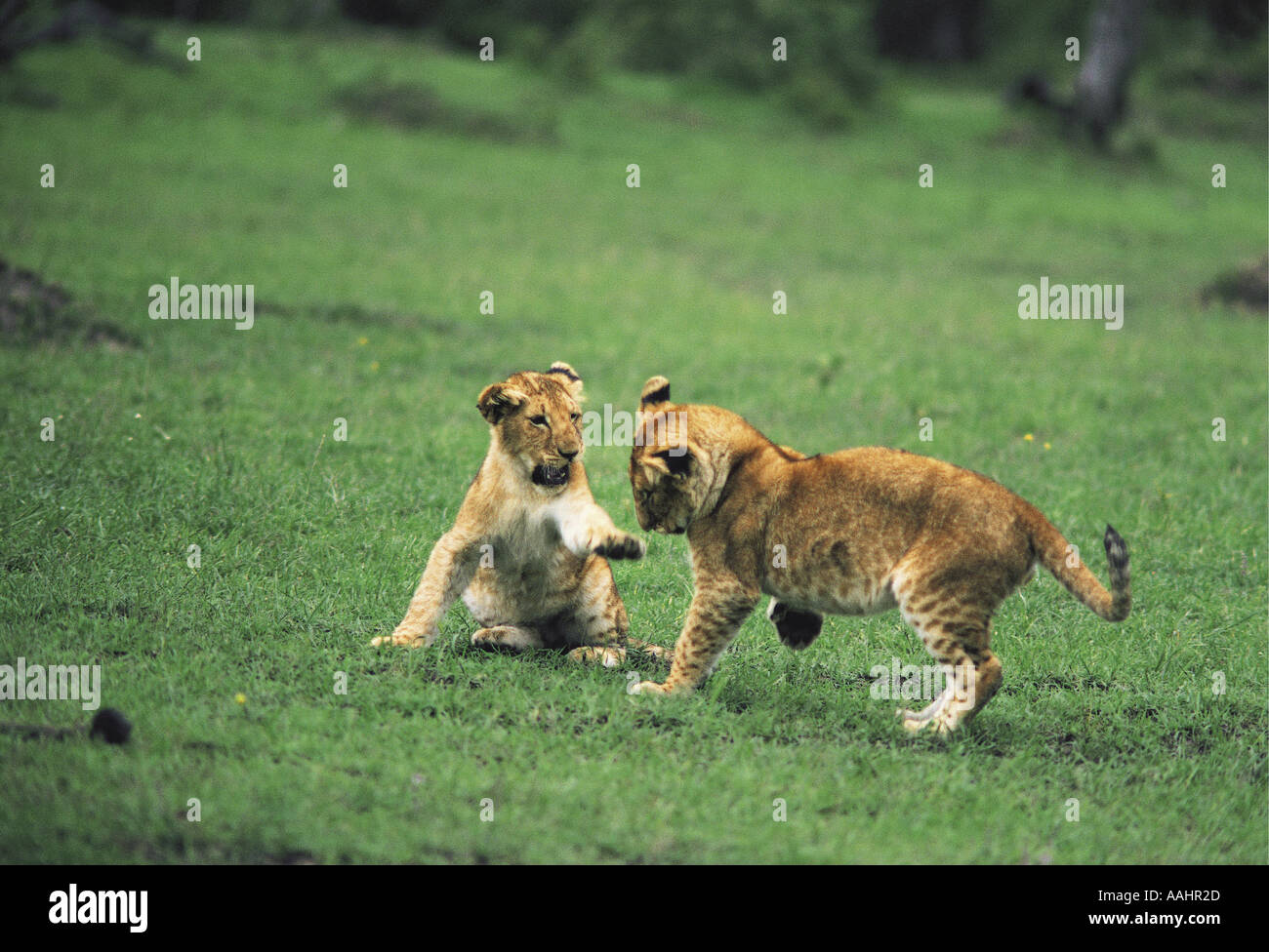 Twomonth hi-res stock photography and images - Alamy