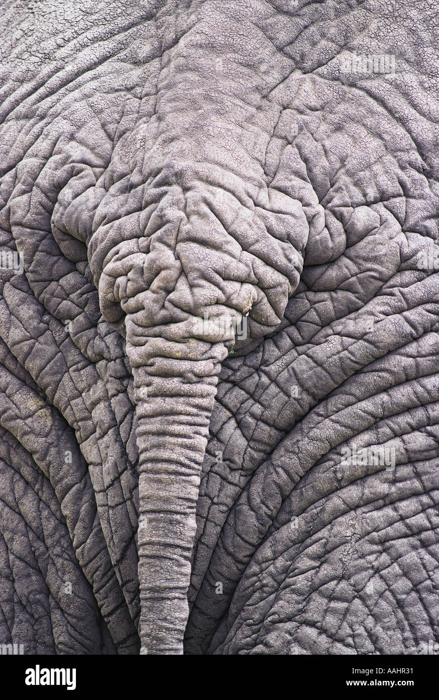 African elephant skin detail and tail hi-res stock photography and ...