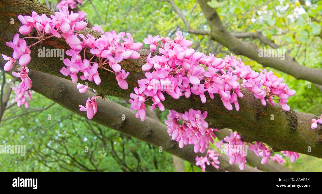 Judas tree blooming Cercis siliquastrum Stock Photo - Alamy