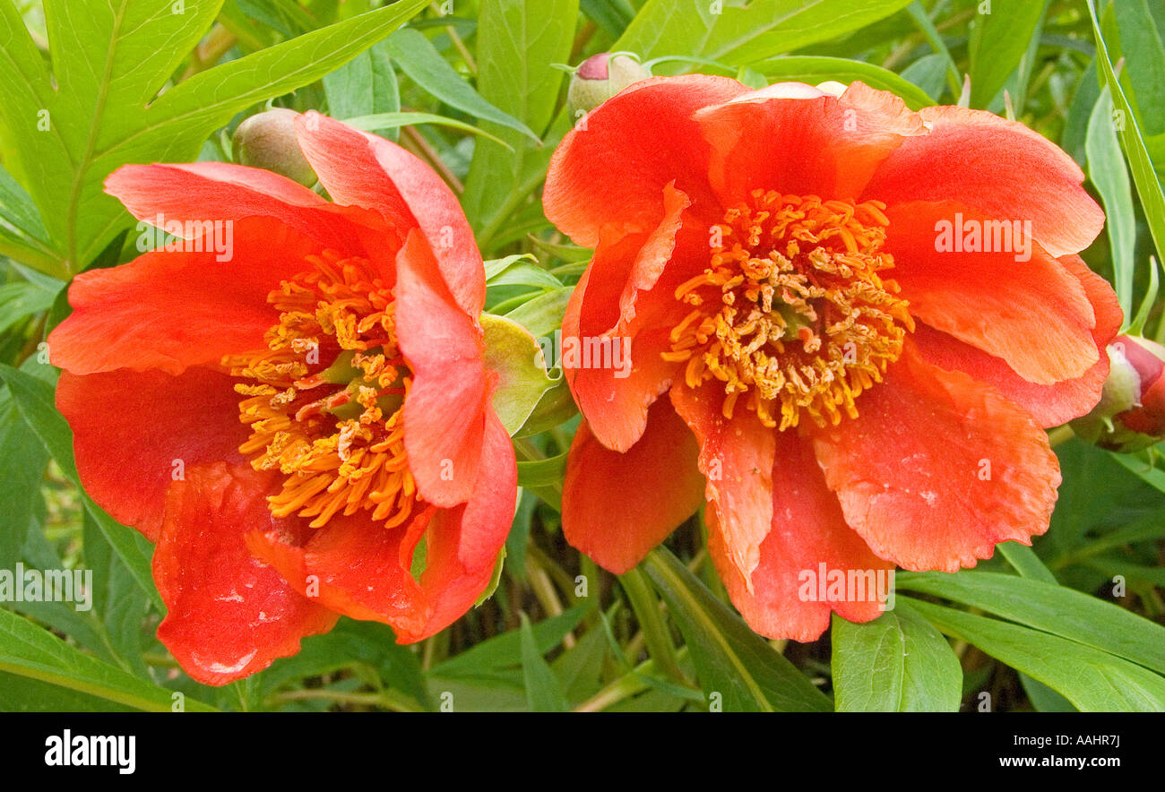 Orange peonies hi-res stock photography and images - Alamy