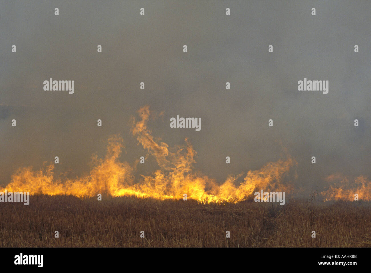 Burning crop stubble in a field in the Isle of Wight JMH0666 Stock ...