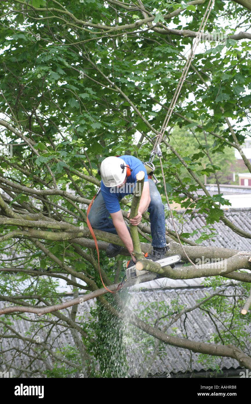 Tree Surgeon at Work UK Stock Photo - Alamy
