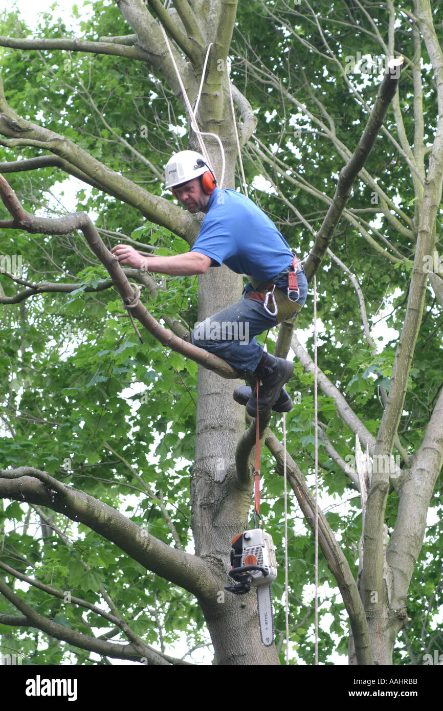 Tree Surgeon at Work UK Stock Photo - Alamy