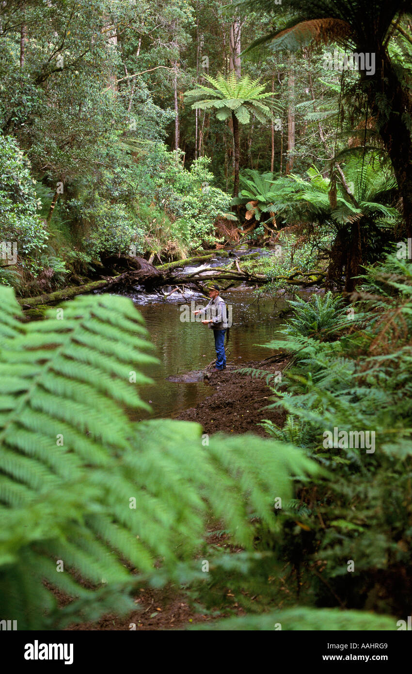 Fly fishing Otway Ranges Victoria Australia Vertical Stock Photo - Alamy