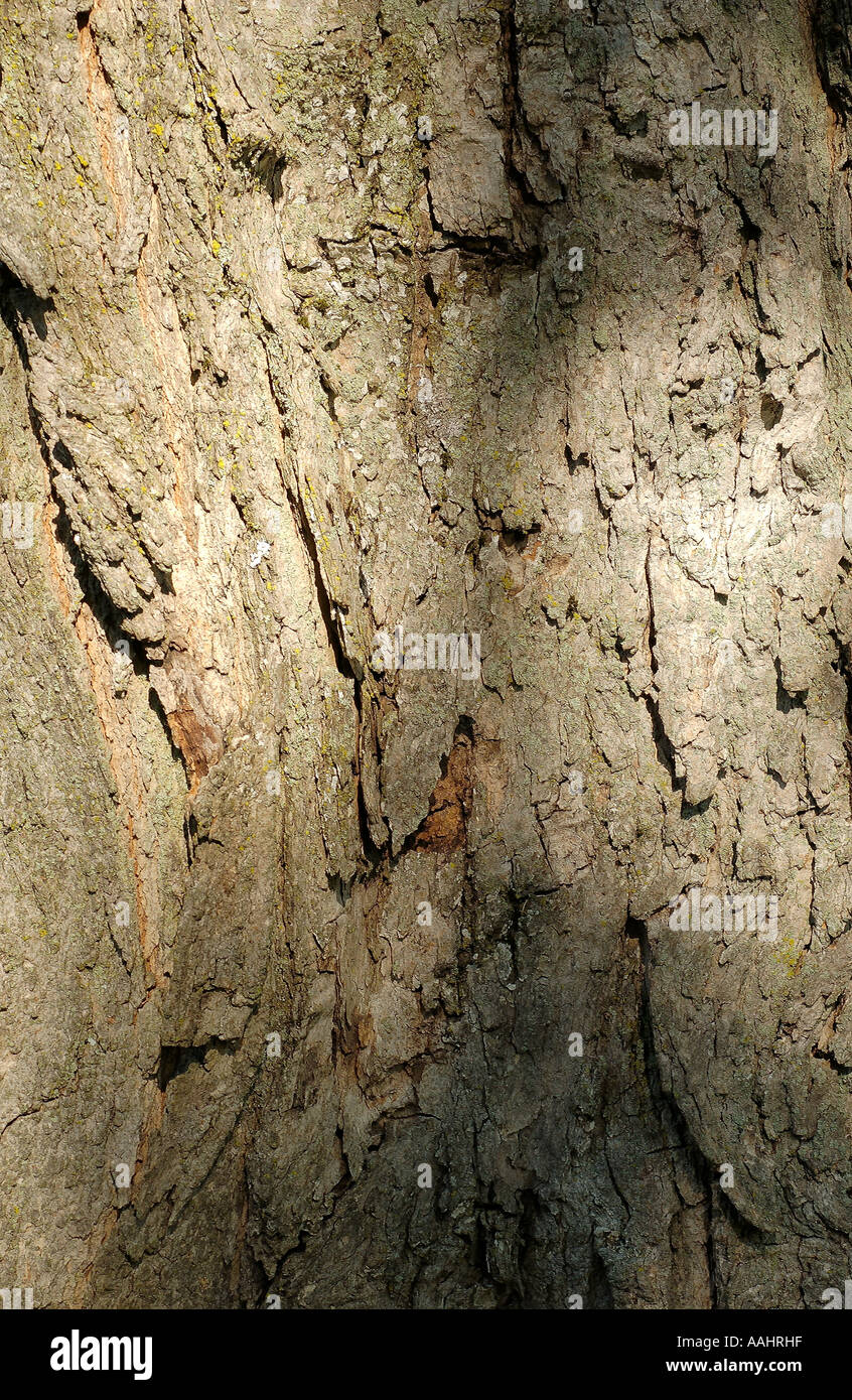 Bark sugar maple tree acer hi-res stock photography and images - Alamy