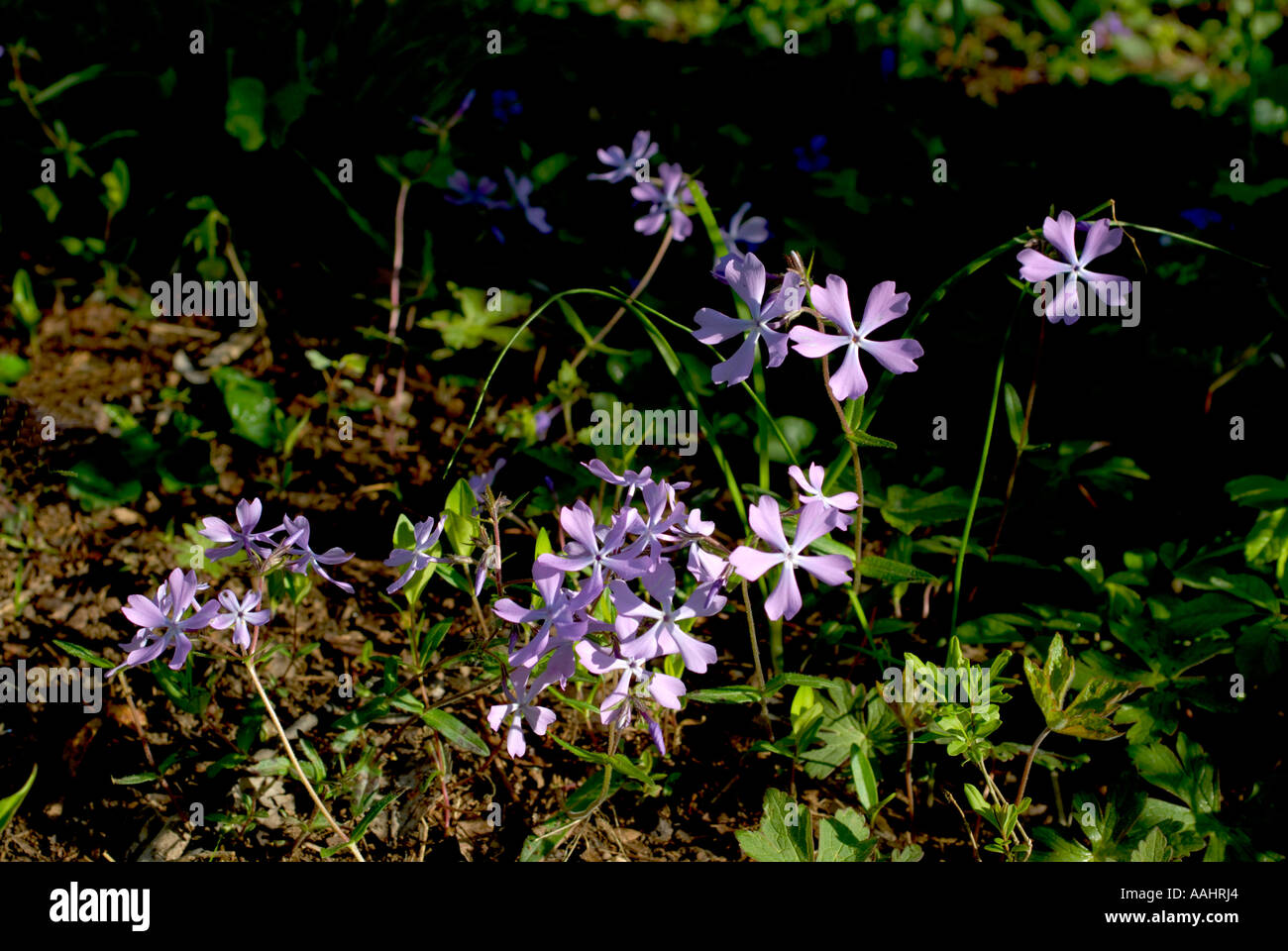 Spring bloom of Violet Moss Phlox Stock Photo - Alamy
