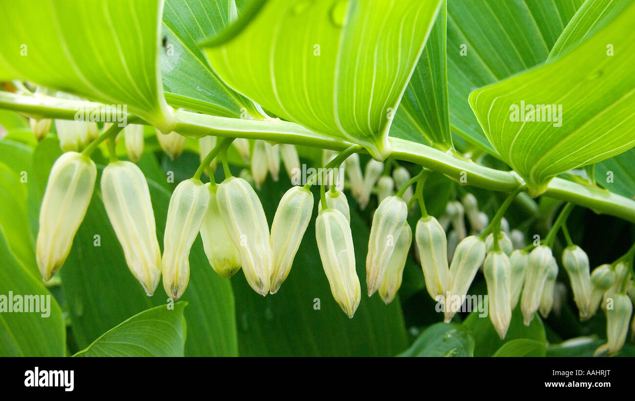 Solomon's seal flowers Polygonatum odoratum close up Stock Photo - Alamy