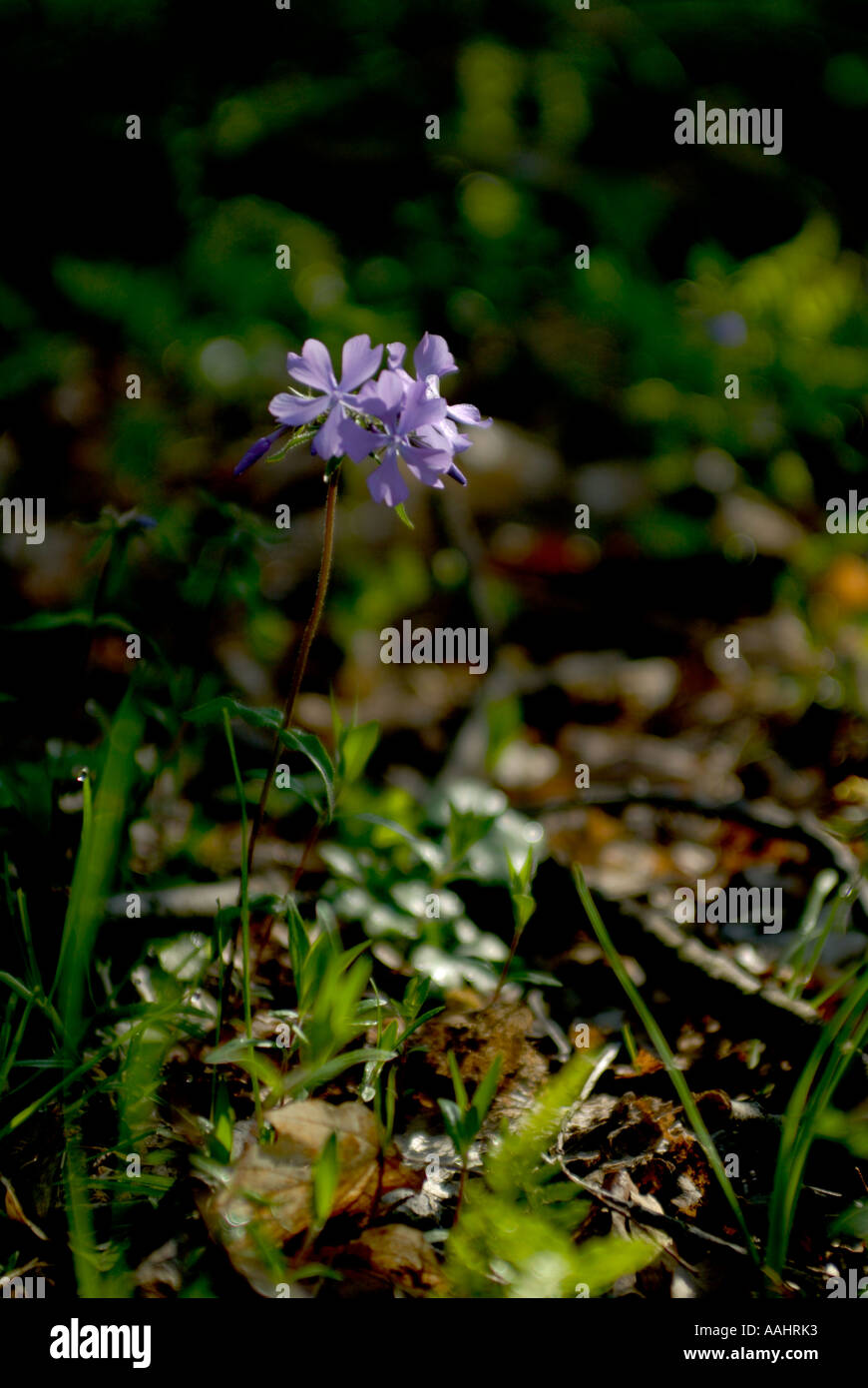 Spring bloom of Violet Moss Phlox Stock Photo - Alamy