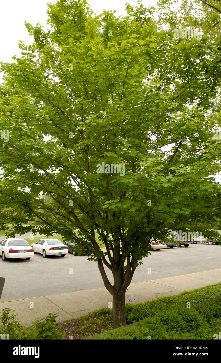Hedge maple in residential setting hi-res stock photography and images ...