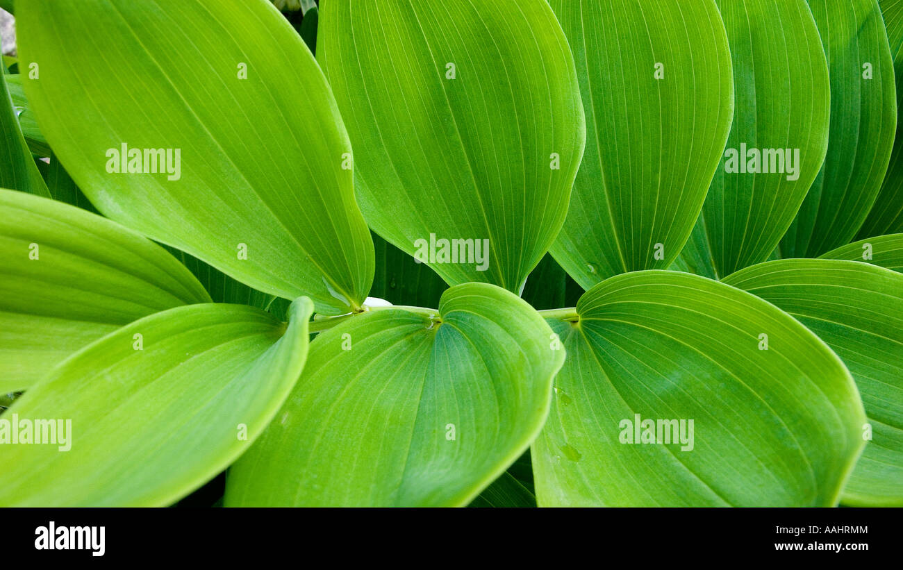 Solomon's seal leaves close up Polygonatum odoratum Stock Photo - Alamy