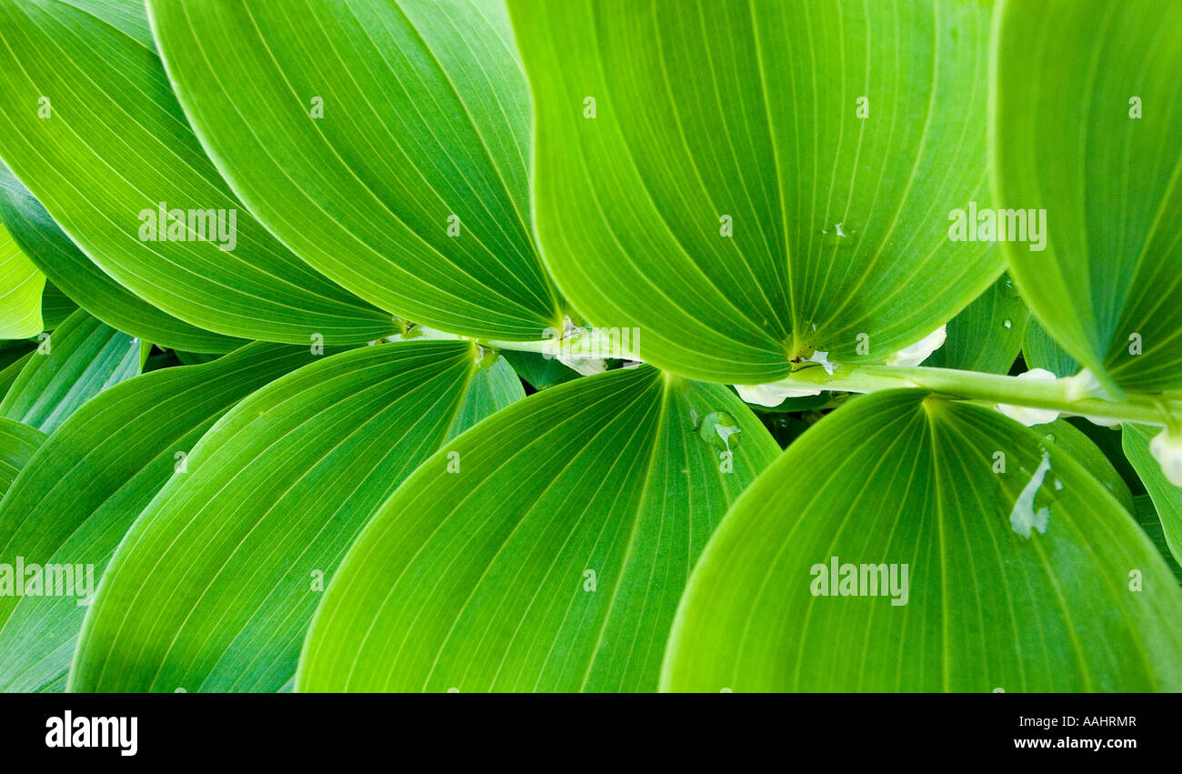 Solomon's seal leaves close up Polygonatum odoratum Stock Photo - Alamy