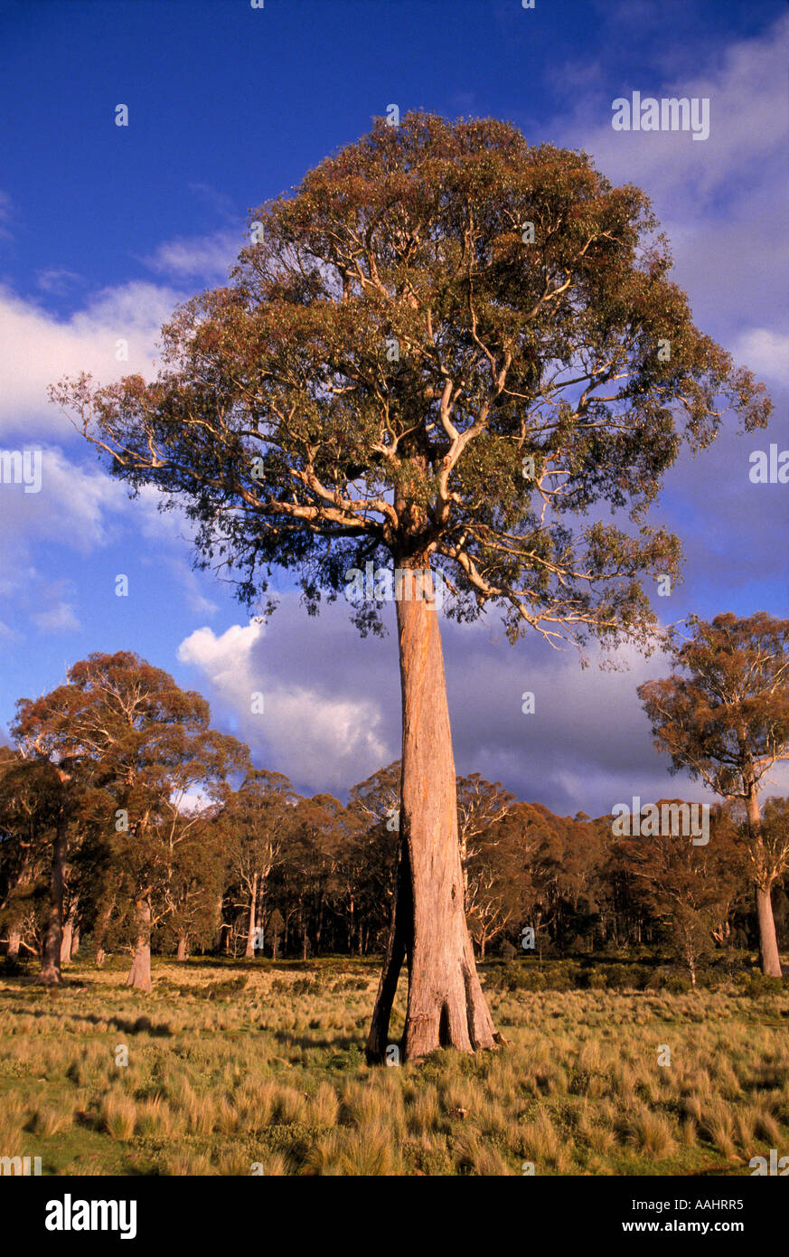 Giant gum tree near Bronte Lagoon Central Highlands Tasmania Australia ...