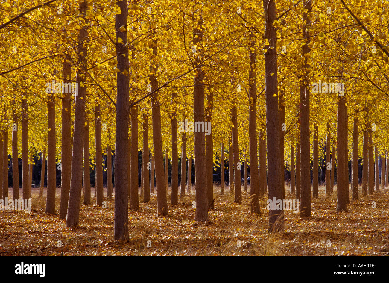 Plantation tall poplar trees hi-res stock photography and images - Alamy