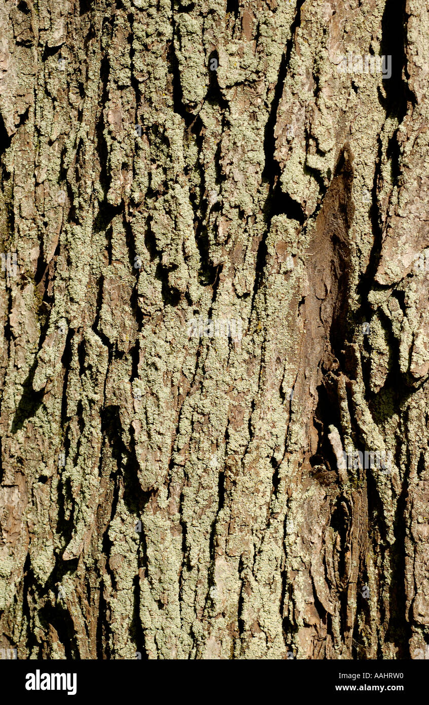 Red Maple, Acer rubrum Stock Photo - Alamy