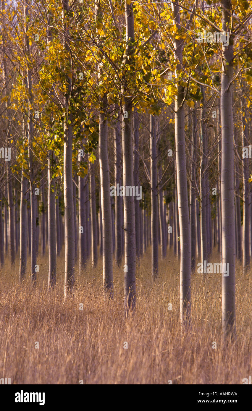 Victoria plantation hi-res stock photography and images - Alamy