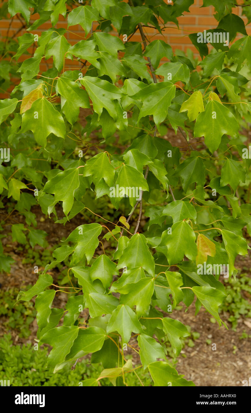 Trident maple tree hi-res stock photography and images - Alamy