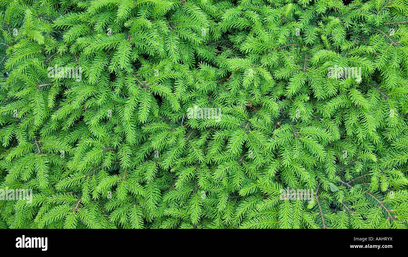 Spruce tree sprouts Picea abies Stock Photo - Alamy