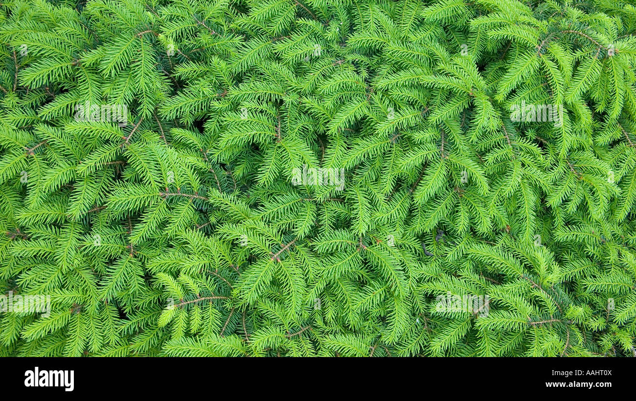 Spruce tree sprouts Picea abies Stock Photo - Alamy