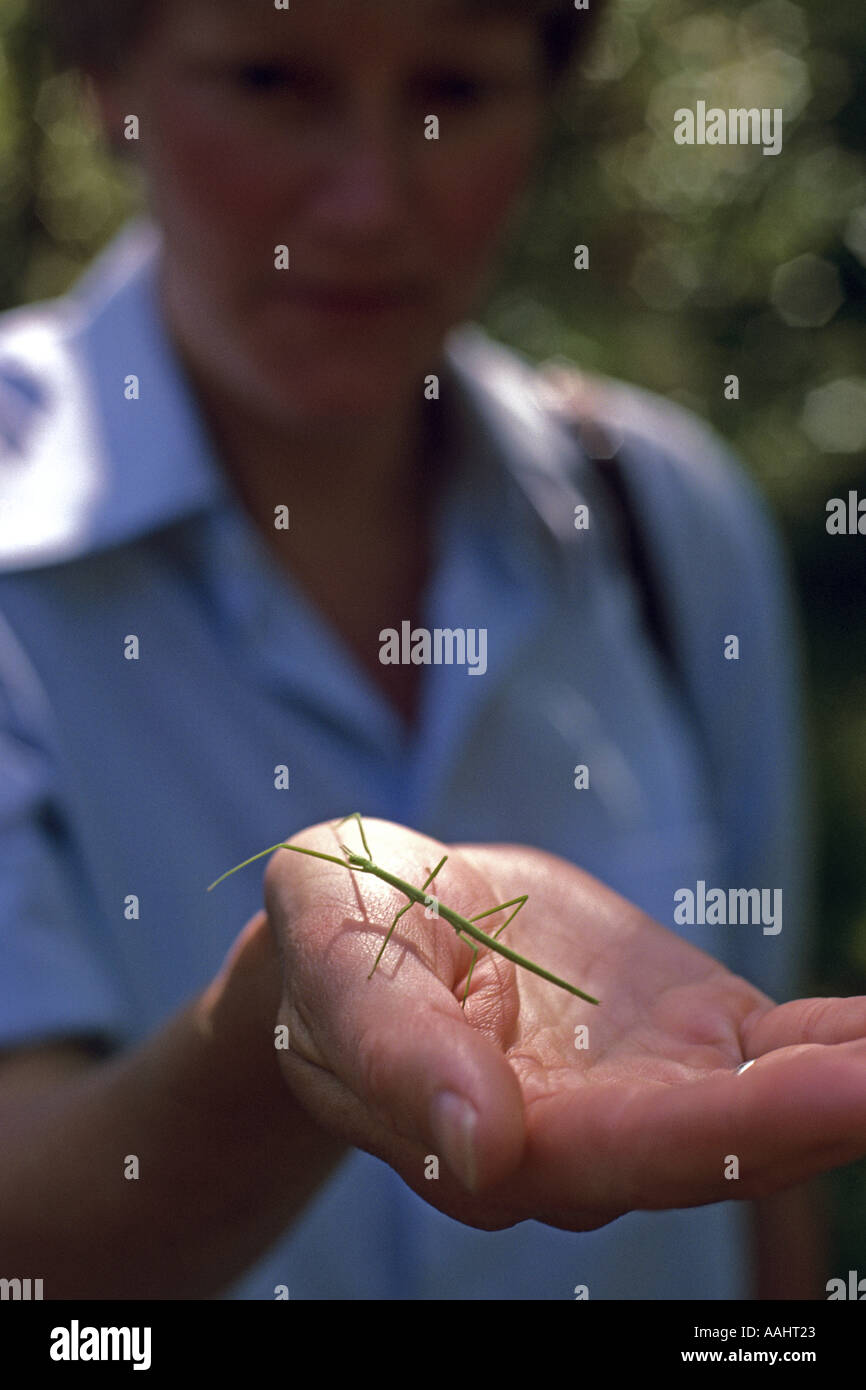 Green stick insect on human hand JMH0710 Stock Photo - Alamy