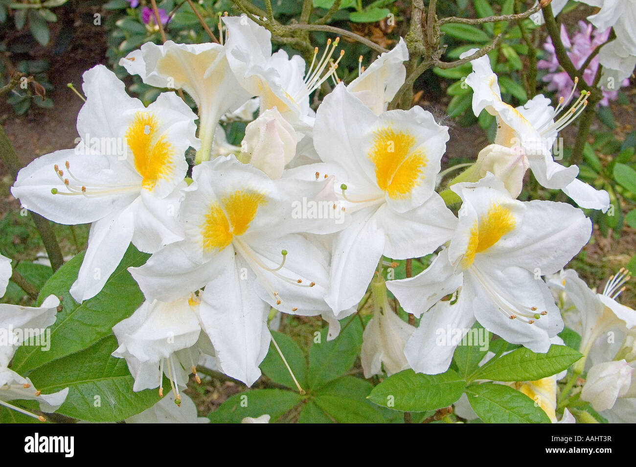 White azalea hi-res stock photography and images - Alamy