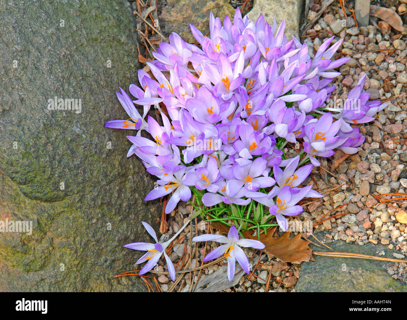 Violet crocuses Crocus scepusiensis Stock Photo - Alamy