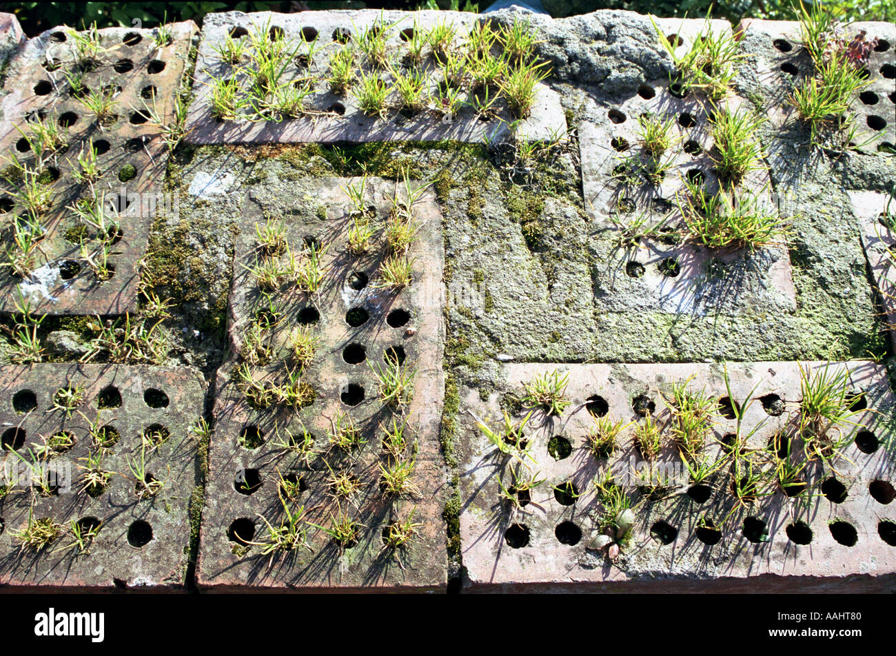 grass growing through bricks on top of wall Stock Photo - Alamy
