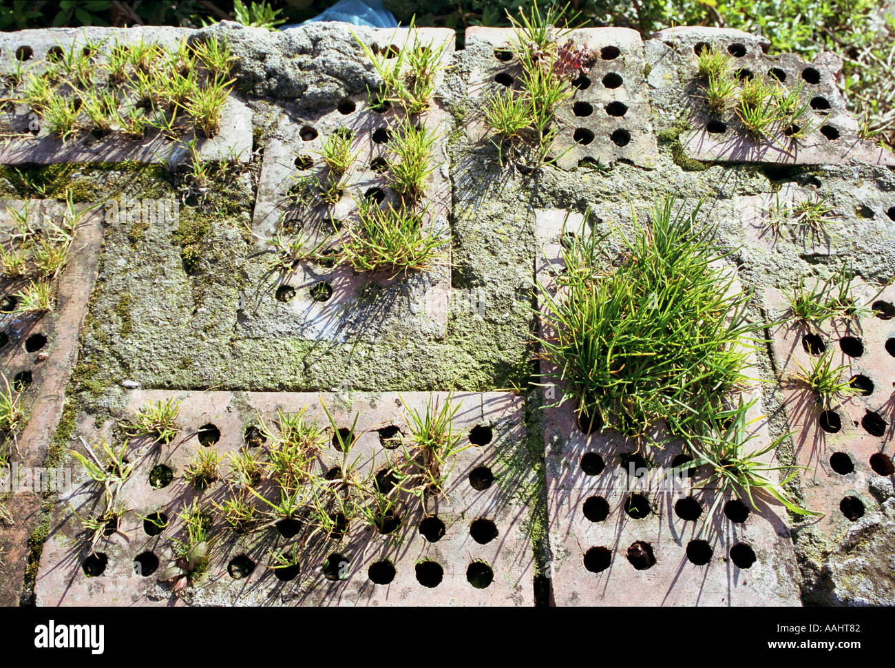 grass growing through bricks on top of wall Stock Photo - Alamy