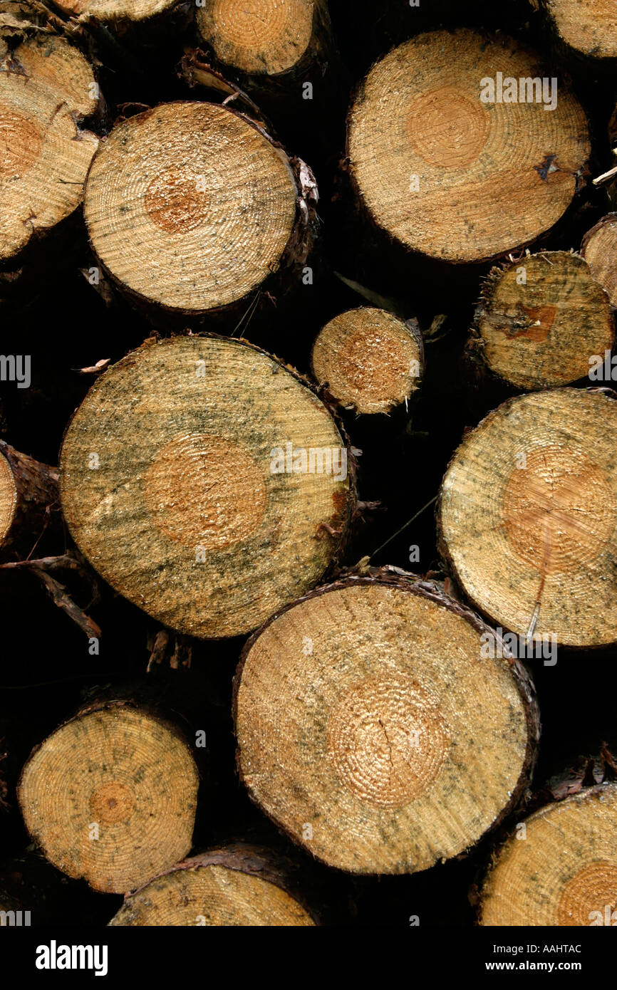 End grain of cutdown trees Stock Photo - Alamy