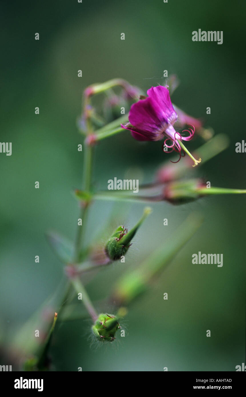 Geranium x monacense hi-res stock photography and images - Alamy