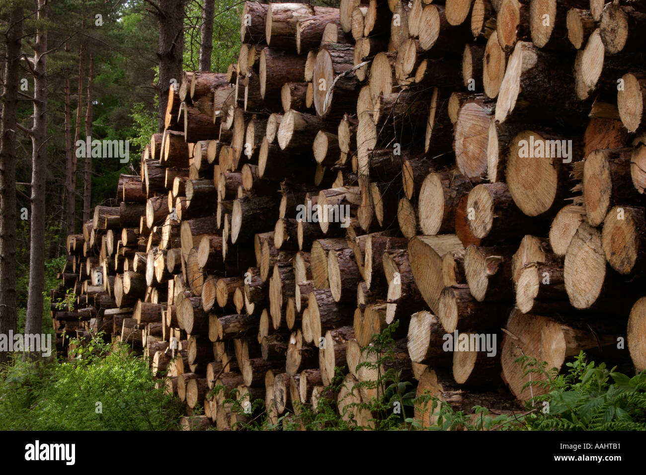 Large stack of logs in Dalby Forest Stock Photo - Alamy