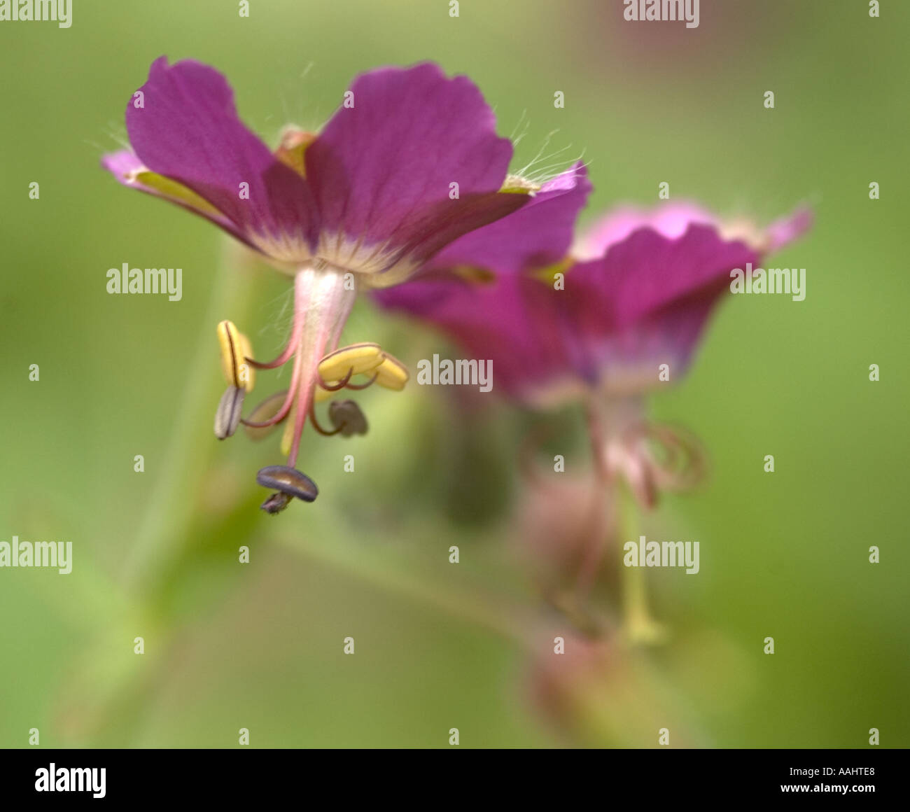 Geranium x monacense hi-res stock photography and images - Alamy
