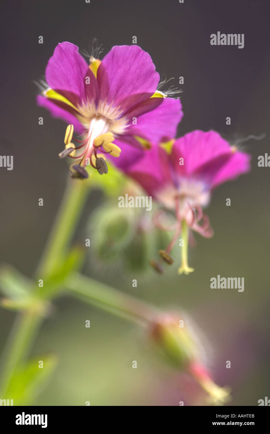 Geranium x monacense hi-res stock photography and images - Alamy