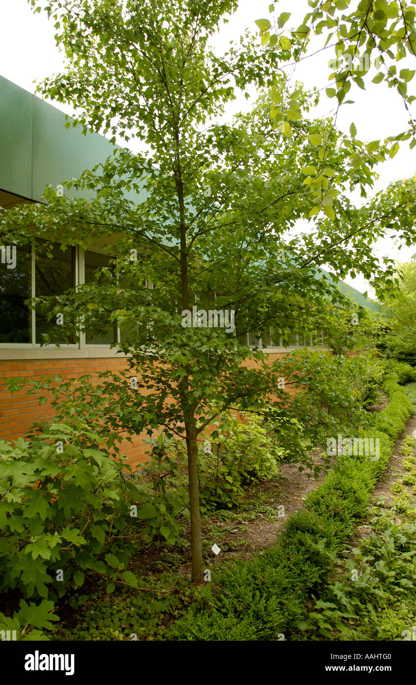 Trident Maple, Acer buergerianum Stock Photo - Alamy